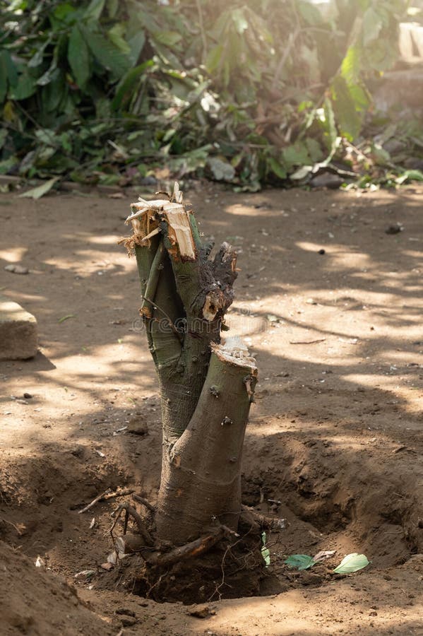 Chop off tree from garden stock image. Image of outdoor - 317932253