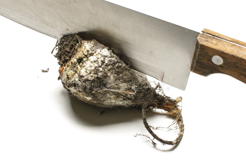 Rotten Beet with Molds on the White Clipping Path Stock Photo - Image ...