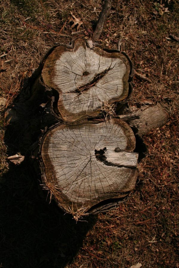 Short Stumps Stock Photos - Free & Royalty-Free Stock Photos from ...