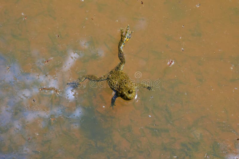 Chopal Yellowys Bombina Variegata Imagen de archivo - Imagen de animal ...