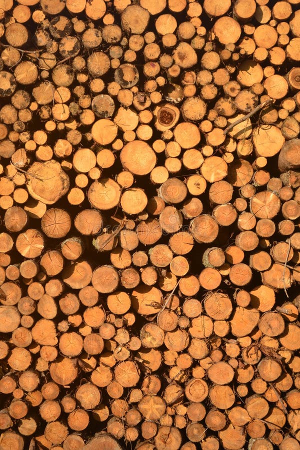 Choped Wooden Logs on Texture Stock Image - Image of wood, bough: 45628867