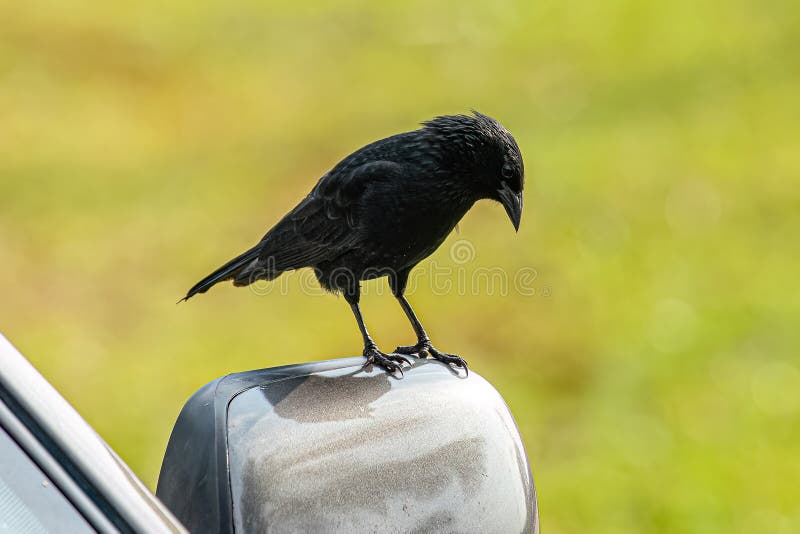 Chopi blackbird imagen de archivo. Imagen de fauna, salvaje - 258936827