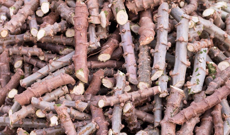 Chopped Cassava Tree Soak Stimulants Roots Stock Photo - Image of lush ...