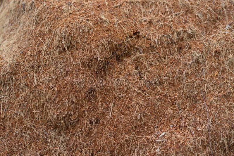 Chopped Coconuts in Bulk, Coconuts Chopped Stock Image - Image of ...