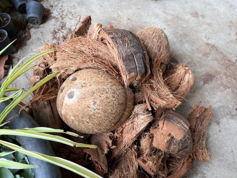 Chopped Coconut Shells , Coco Husk Chips Dried. Stock Image - Image of fiber, flakes: 309830261