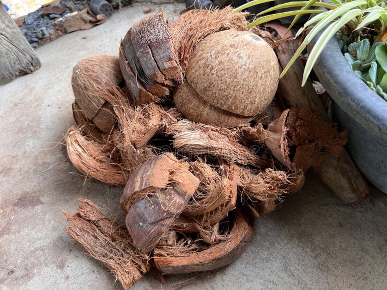 Chopped Coconut Shells , Coco Husk Chips Dried. Stock Image - Image of ...