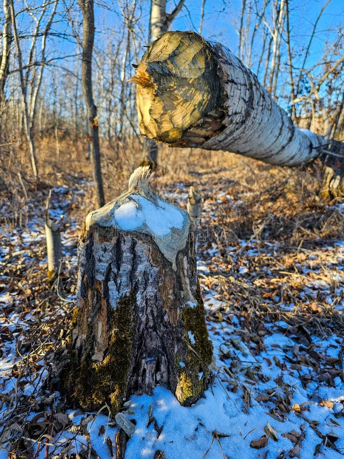 Chopped Down by a Beaver. a Tree Stump and the Tree Cut by a Beaver ...