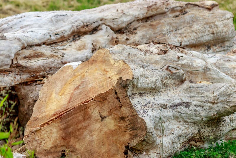 Chopped Down Old Tree Trunk Stock Image - Image of broken, beautiful ...