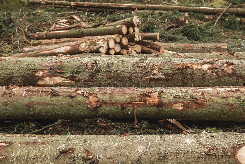 Chopped Down Pine Tree Logs Stock Photo - Image of lined, heap: 188300146