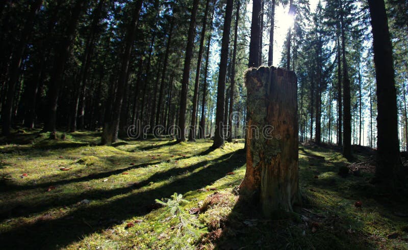 Chopped Down Tree Trunk in Conifer Forest Stock Photo - Image of grim ...