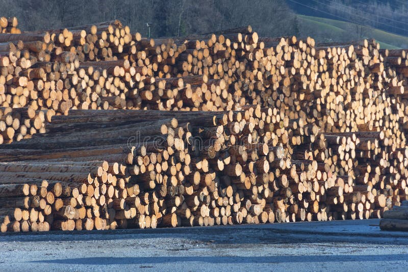 Chopped Down Tree Trunks, Cut Pine Logs Stacked in a Storage Yard Stock ...