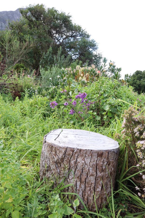 Chopped Down Tree in the Woods Stock Image - Image of plant, woods ...