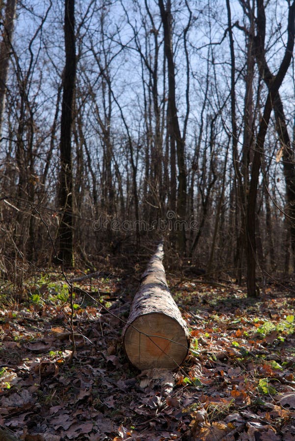 Chopped down tree stock image. Image of good, bark, industry - 354398721