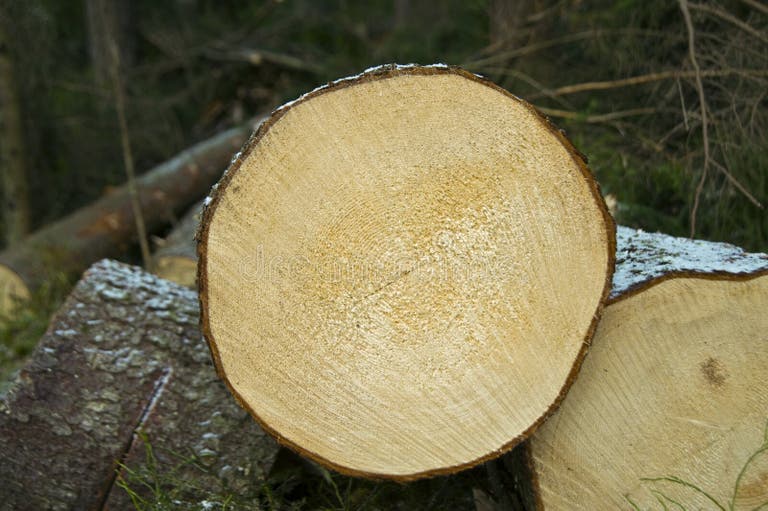 Chopped down trees stock photo. Image of hardwood, forest - 12410424