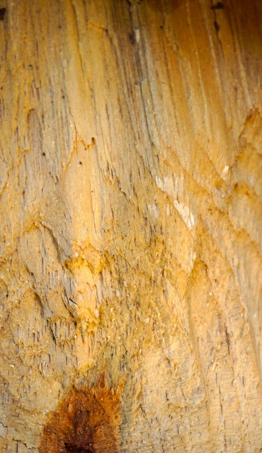 Chopped Fall Tree Wood Texture Stock Photo - Image of background ...