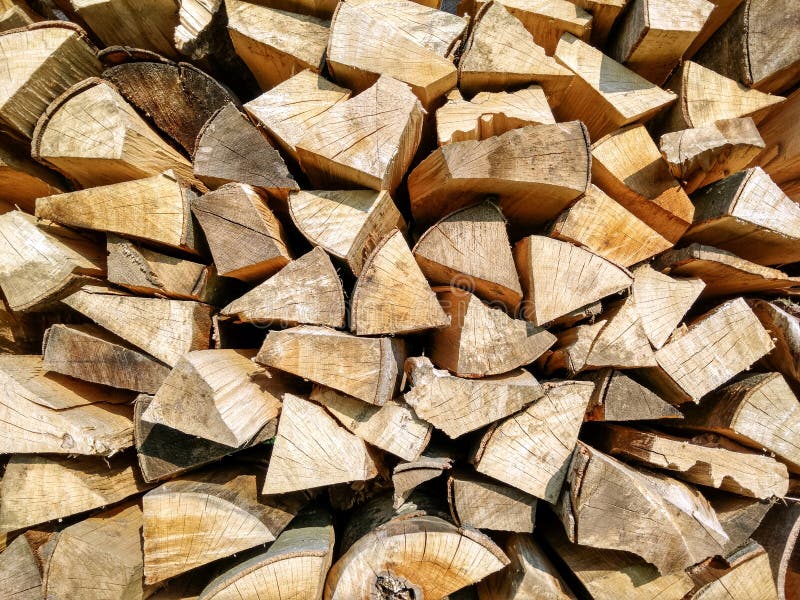 Chopped Firewood Stacked between Two Trees Stock Image - Image of wood ...