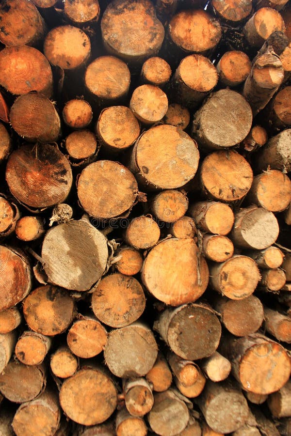Chopped Firewood Stacked between Two Trees Stock Image - Image of wood ...