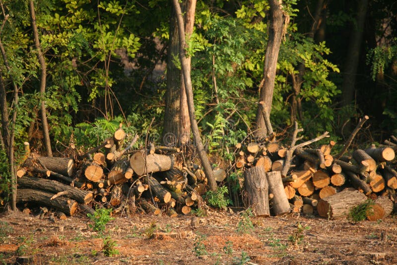 Chopped Firewood Stacked between Two Trees Stock Image - Image of wood ...