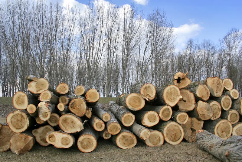 Chopped forest stock photo. Image of resources, environment - 6162530