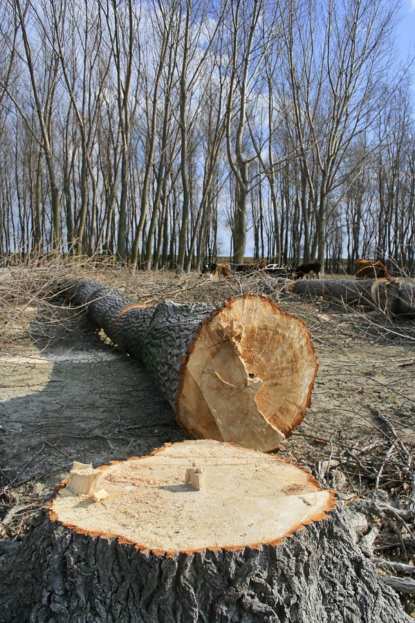 Chopped forest stock image. Image of close, cellulose - 6402409