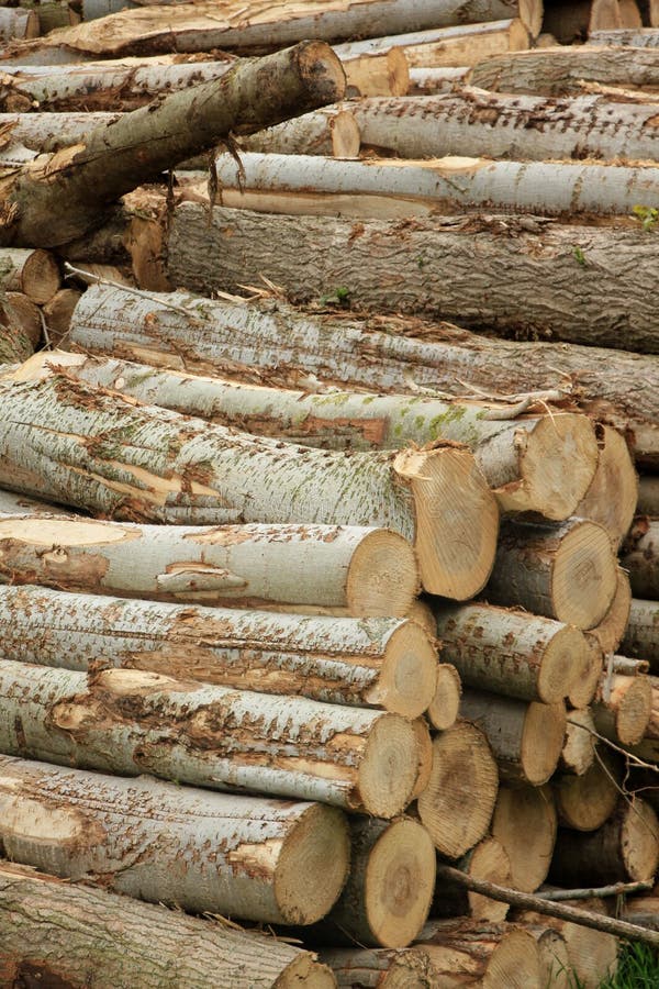Chopped Fuel Wood in a Forest Stock Photo - Image of stack, winter ...