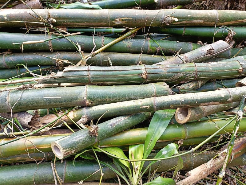 Broken Bamboo Stalks Natural Horizontal Background Stock Image - Image ...