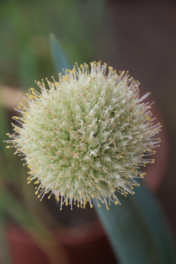 Chopped green onions stock image. Image of flower, blossom - 280494489