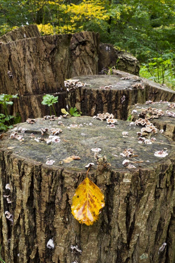 Chopped Log from Tree with Golden Autumn Leaf Stock Photo - Image of ...