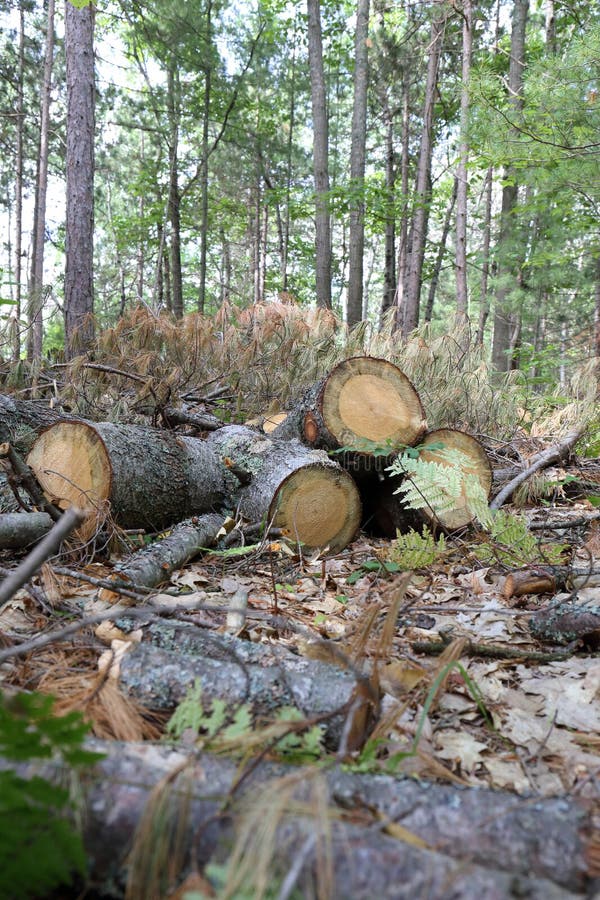 Chopped Logs in the Forest stock image. Image of cutting - 121534509