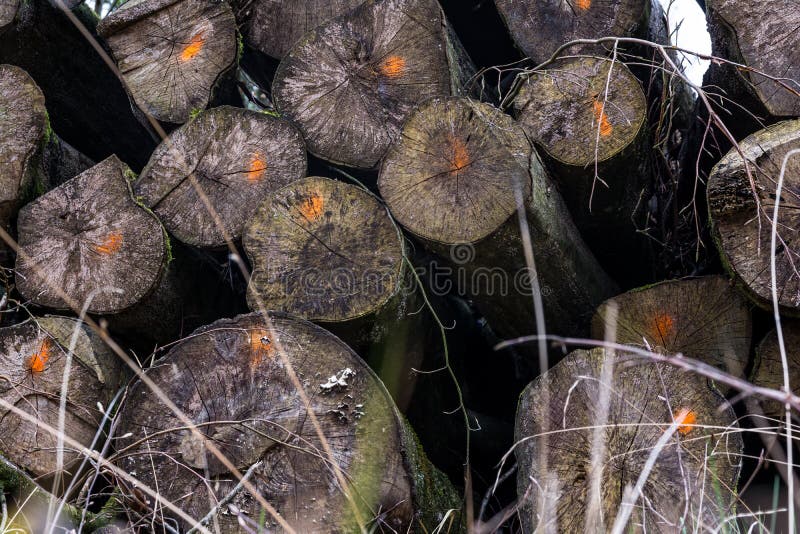 Chopped Logs Marked Industry Transportation Forest Deforestation Stock ...
