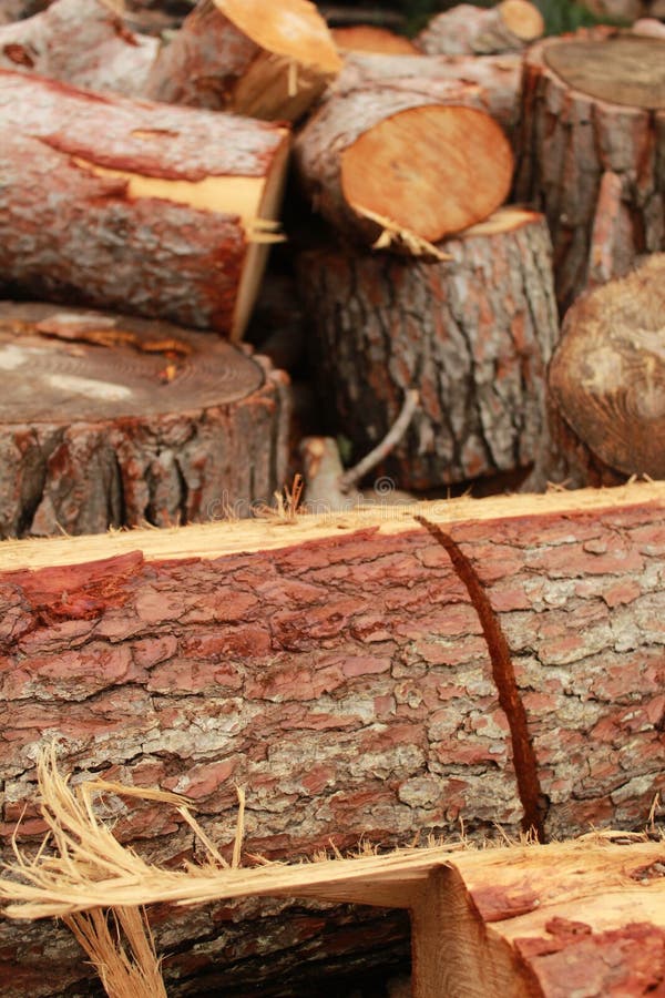 Chopped logs stock photo. Image of timber, rings, forestry - 30363894