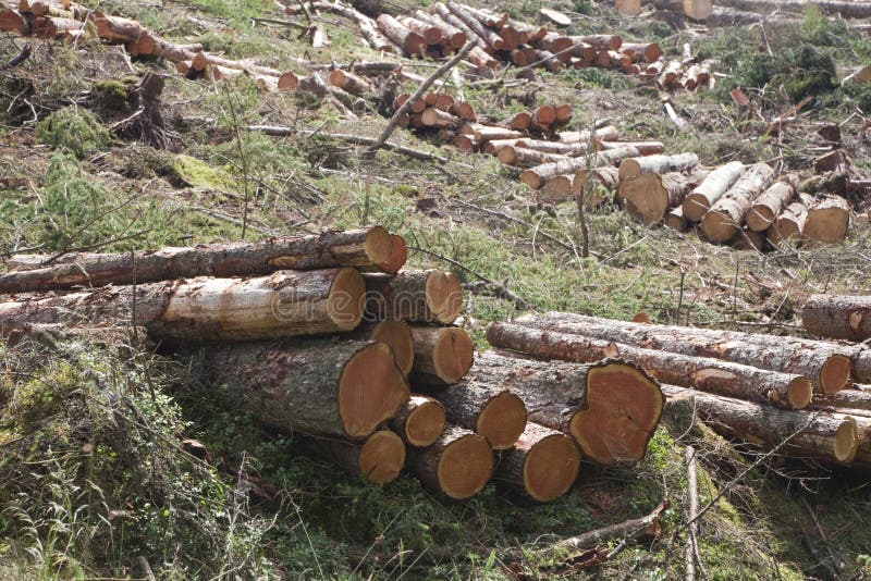 Chopped Logs stock photo. Image of tree, timber, wood - 97034574
