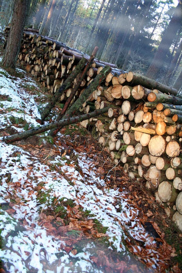 Chopped Logs in Wintry Forest Stock Photo - Image of receding, scenery ...