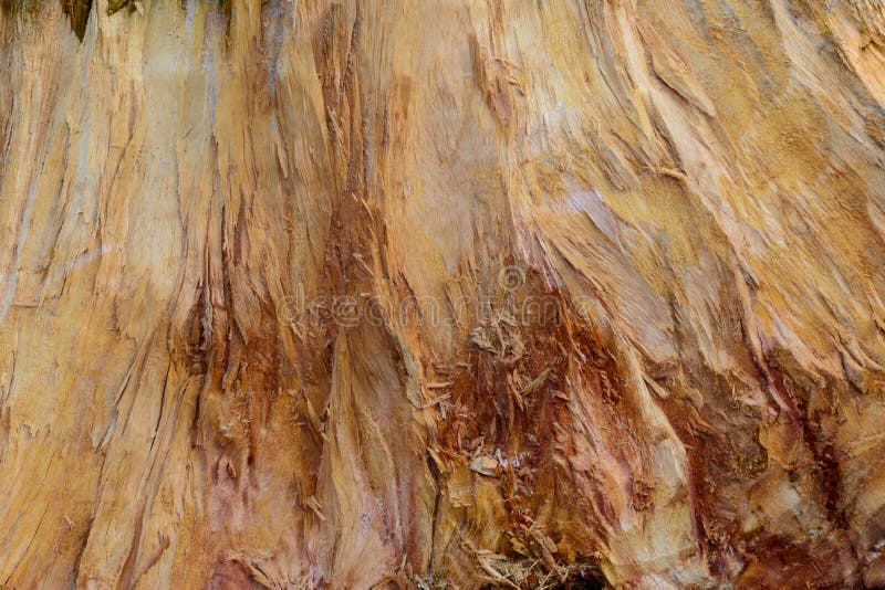 Surface Old Mahogany Tree Bark Stock Photos - Free & Royalty-Free Stock ...