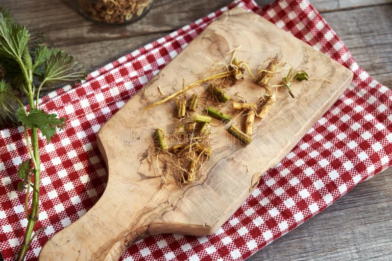 Chopped Nettle Root - Ingredient for Tincture Stock Photo - Image of ...