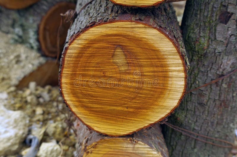 Freshly Cut Fir Tree in Forest Stock Image - Image of circular, annulus ...