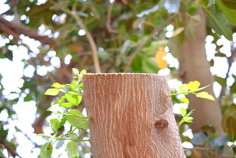 Chopped Off Tree Trunk. Landscaping Example. Stock Photo - Image of ...