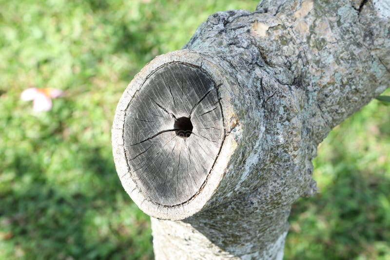 Chopped off tree trunk stock image. Image of brown, lumber - 91703903