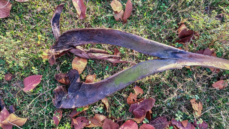 A Chopped Palm Tree Branch on Ground Stock Photo - Image of chopped ...