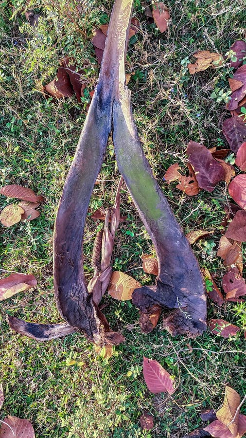 A Chopped Palm Tree Branch on Ground Stock Image - Image of tree ...
