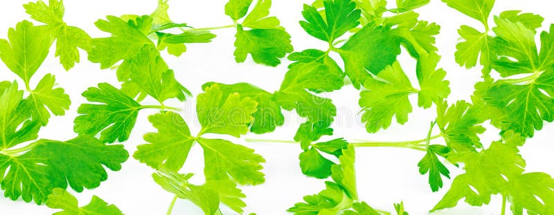Chopped Parsley Leaves Isolated on White, Closeup. Fresh Parsley Herb ...