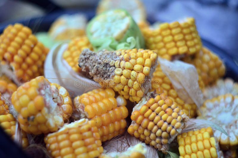 Chopped Pieces of Corn in a Bucket Stock Photo - Image of maize, leaf ...