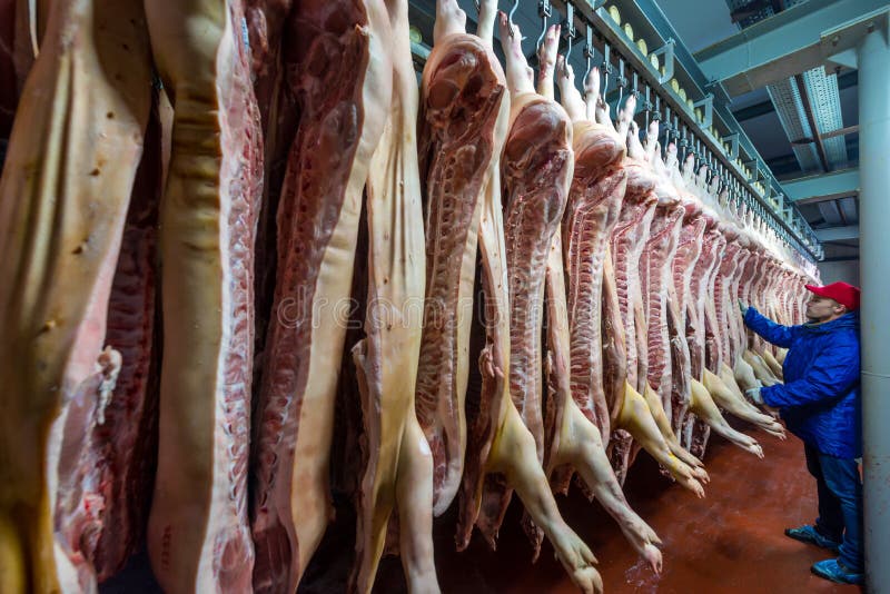 Chopped pig at a factory stock image. Image of food - 105838593