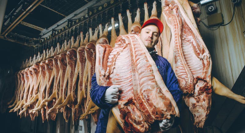 Chopped pig at a factory stock photo. Image of hanging - 106064238