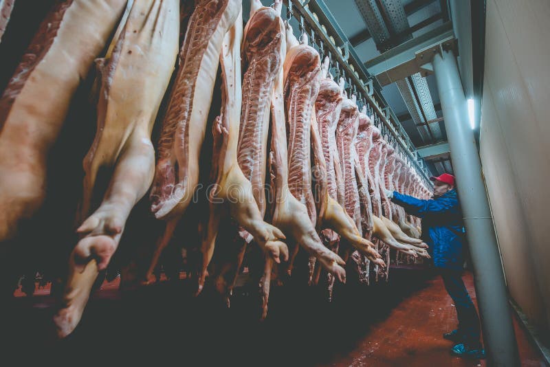 Chopped pig at a factory stock photo. Image of hanging - 106064238