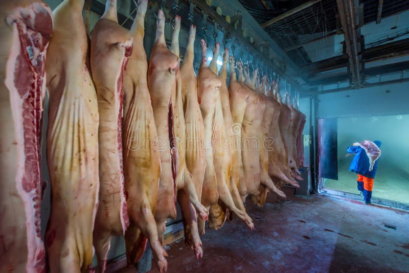 Chopped pig at a factory stock photo. Image of bone - 106191178