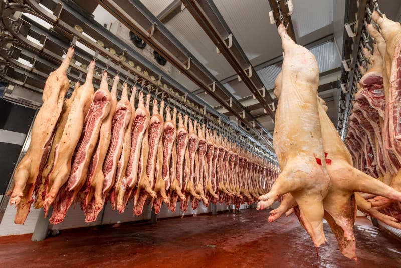 Chopped pig at a factory stock image. Image of bacon - 75107927
