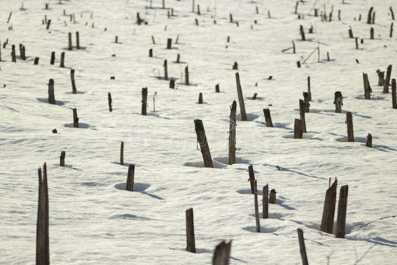 Chopped Plants Stick Out of Snow. View of Field in Winter Stock Photo ...