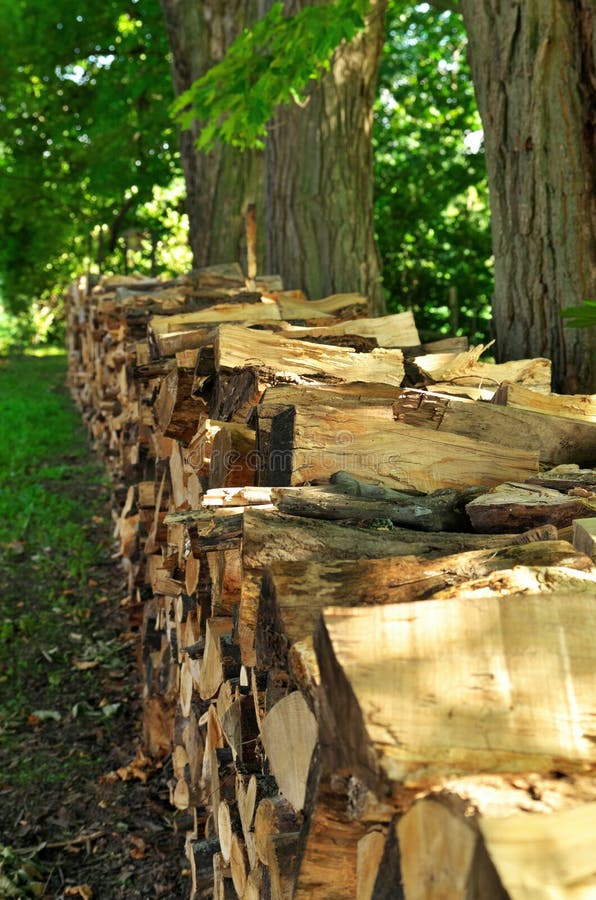 Chopped Split Firewood Piled and Stacked Beneath Maple Trees in the ...