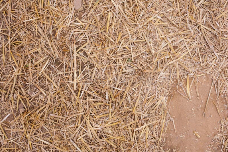 Chopped Straw from Grain Harvest on Soil As Background Stock Image ...